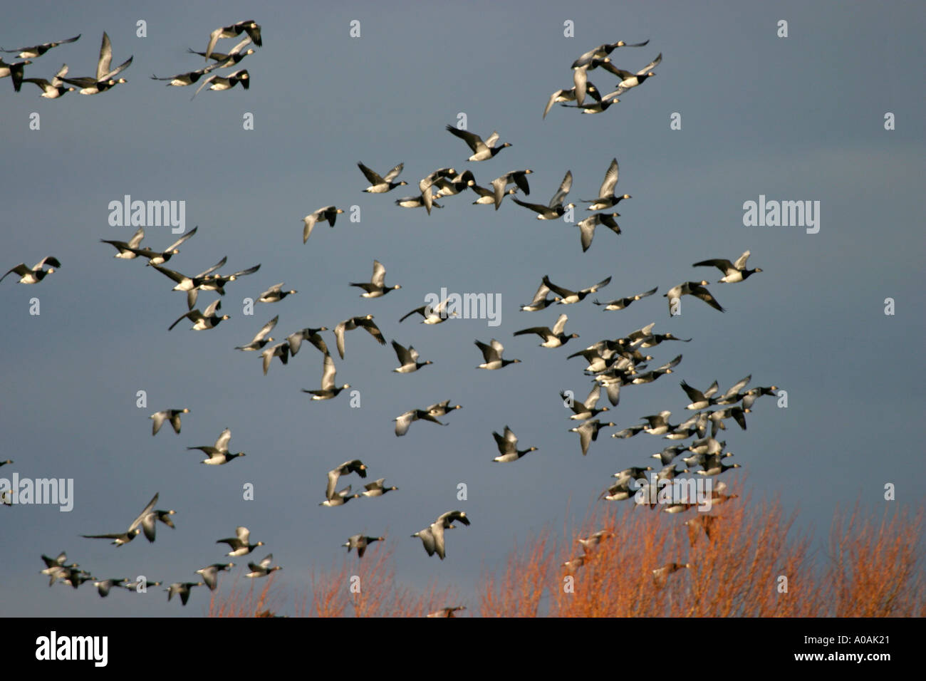 barnacle geese flock in flight Stock Photo - Alamy