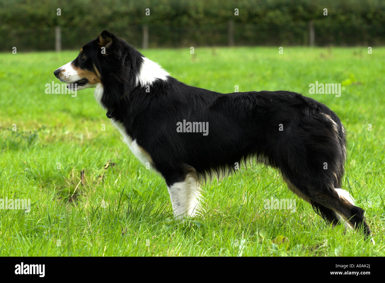 Are Welsh Sheepdog The Most Intelligent Dogs