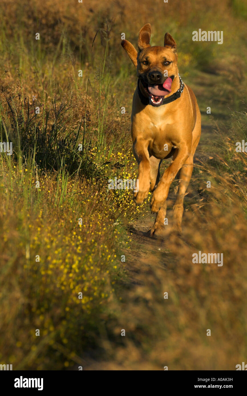 Dog brown dog Rhodesian ridgeback Stock Photo - Alamy