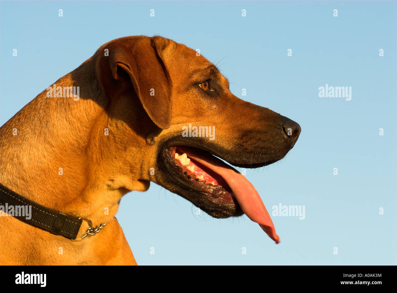 Love rhodesian ridgeback hi-res stock photography and images - Alamy
