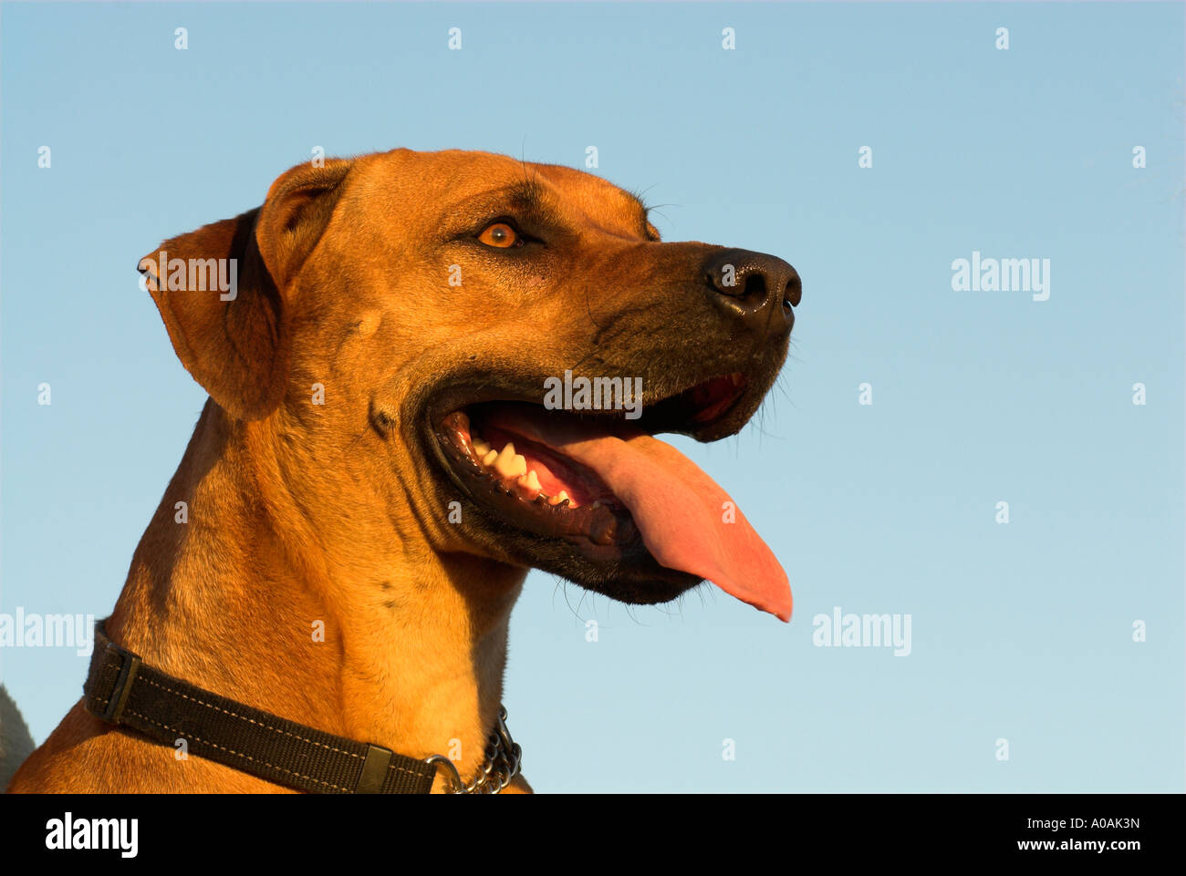 Dog brown dog Rhodesian ridgeback Stock Photo - Alamy
