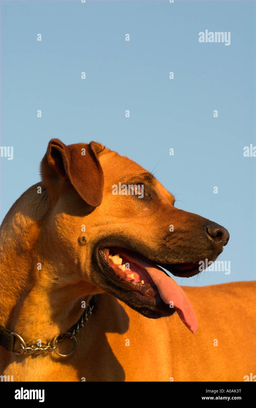 Dog brown dog Rhodesian ridgeback Stock Photo - Alamy