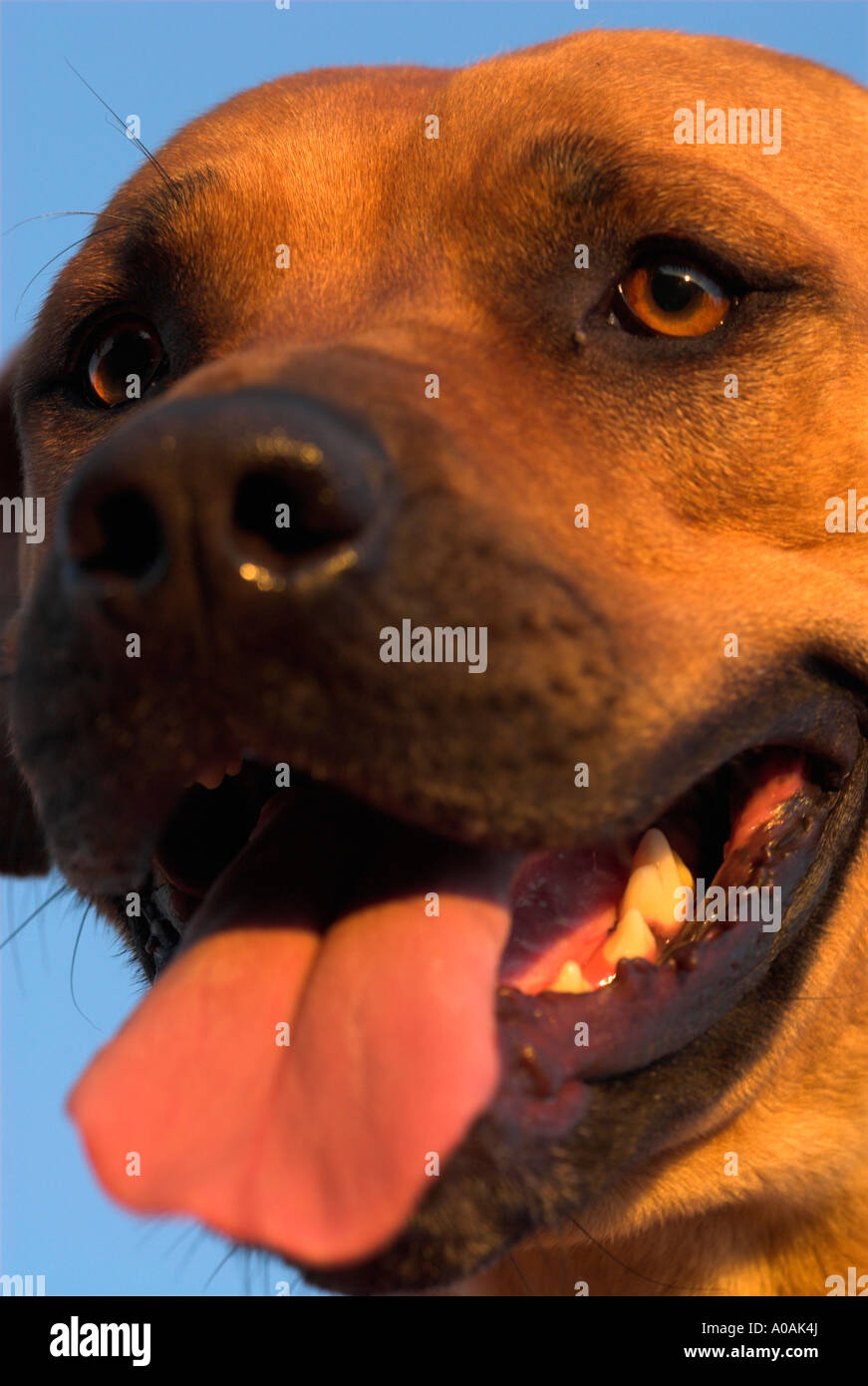 Dog brown dog Rhodesian ridgeback Stock Photo - Alamy