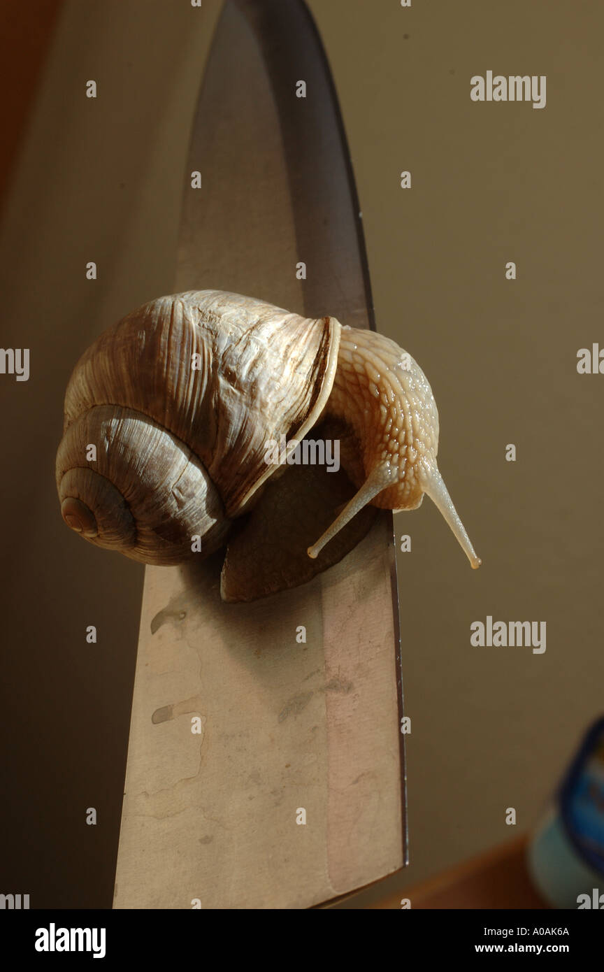 Snail on knife hi-res stock photography and images - Alamy