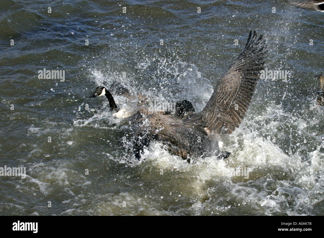 Canada geese fighting in water Stock Photo - Alamy