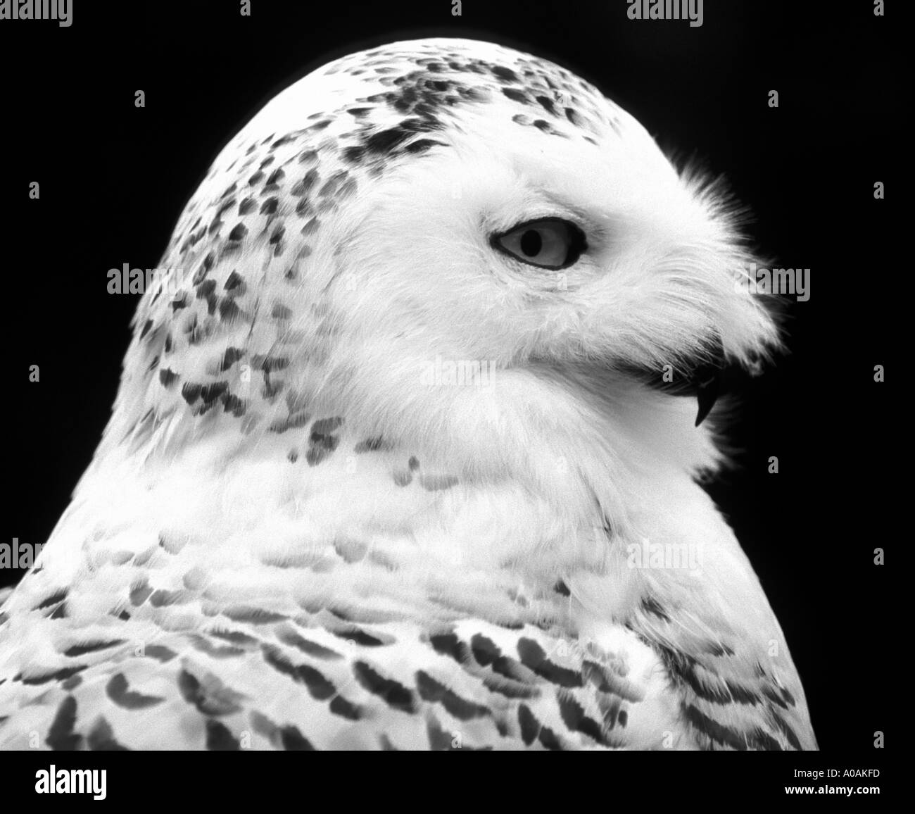Mono close up portrait of snowy owl side profile head and shoulders ...