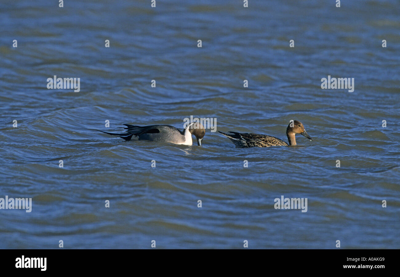 Two diving ducks hi-res stock photography and images - Alamy