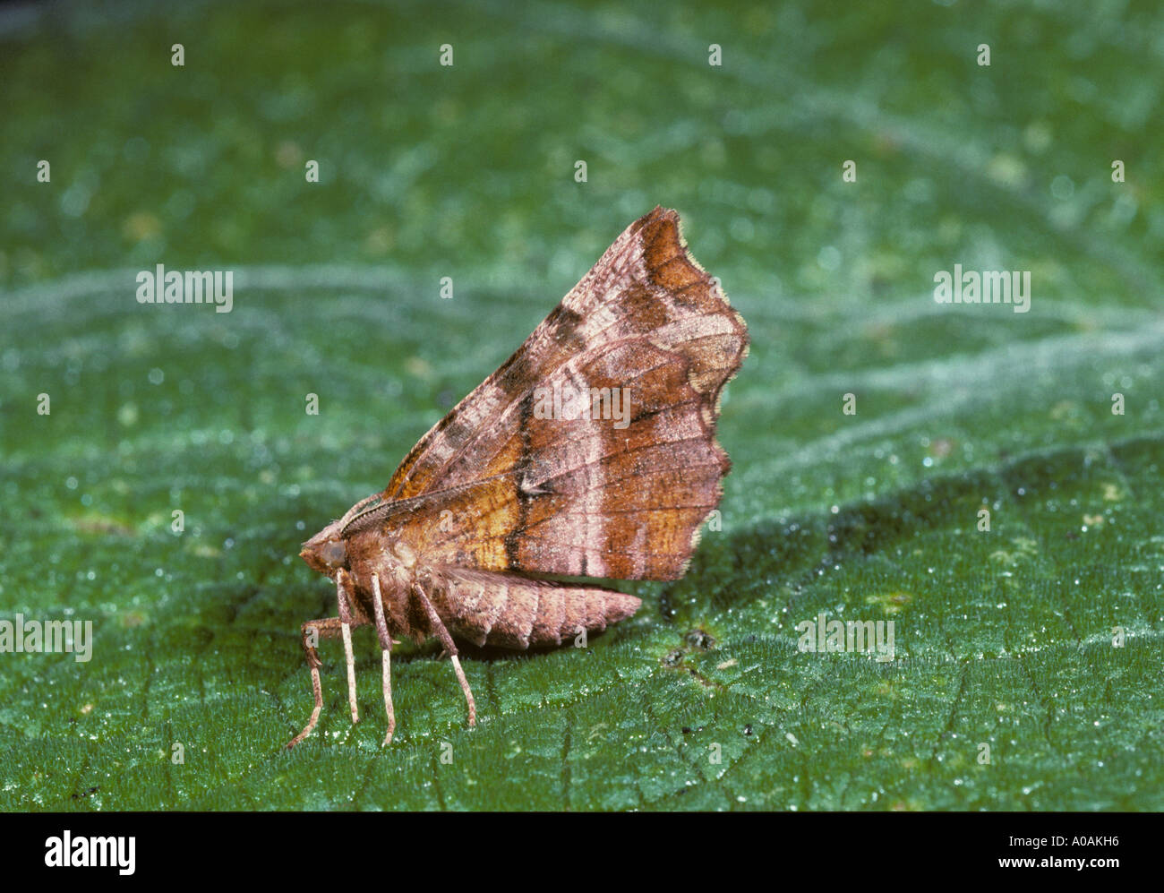 Selenia tetralunaria hi-res stock photography and images - Alamy