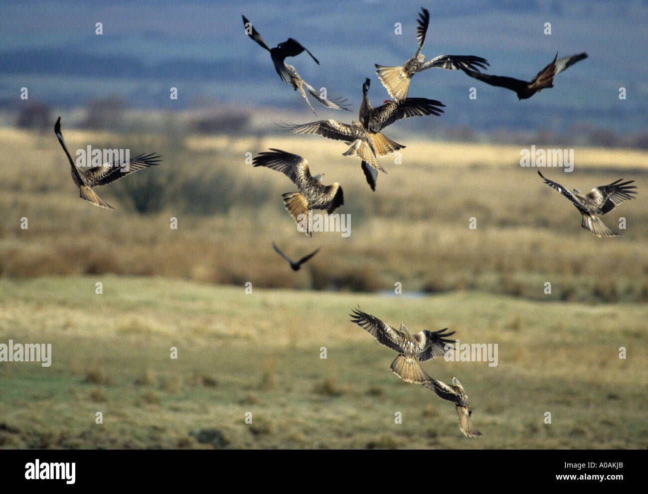 Fighting kites hi-res stock photography and images - Alamy
