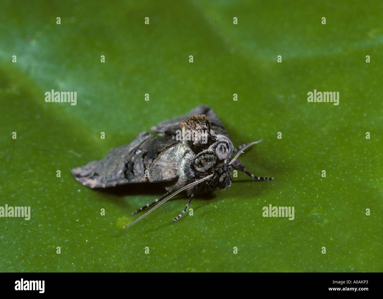 Spectacle Moth Stock Photos & Spectacle Moth Stock Images - Alamy