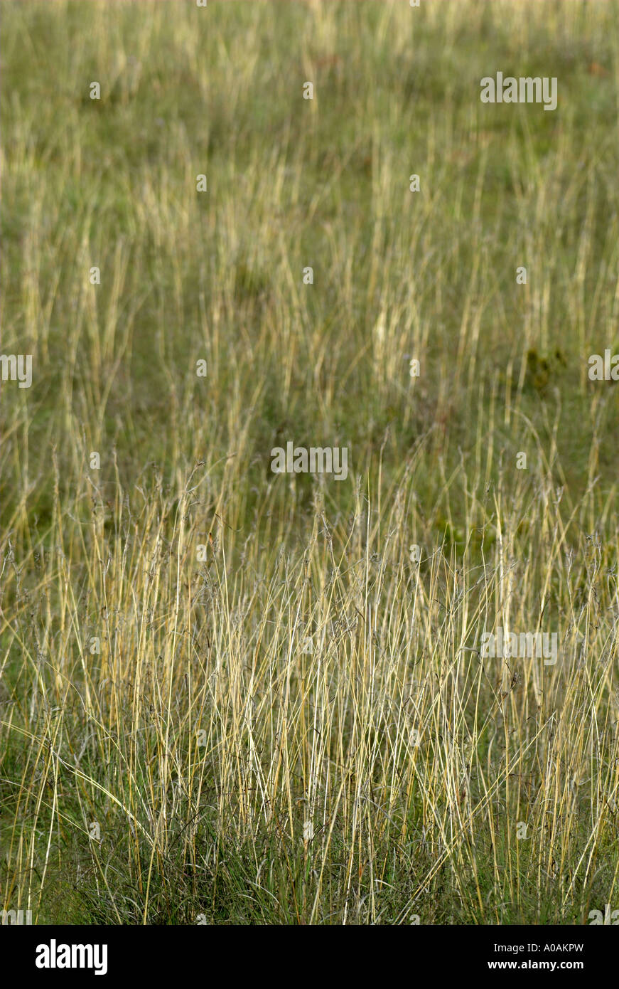 Long yellow grass African grass Stock Photo - Alamy