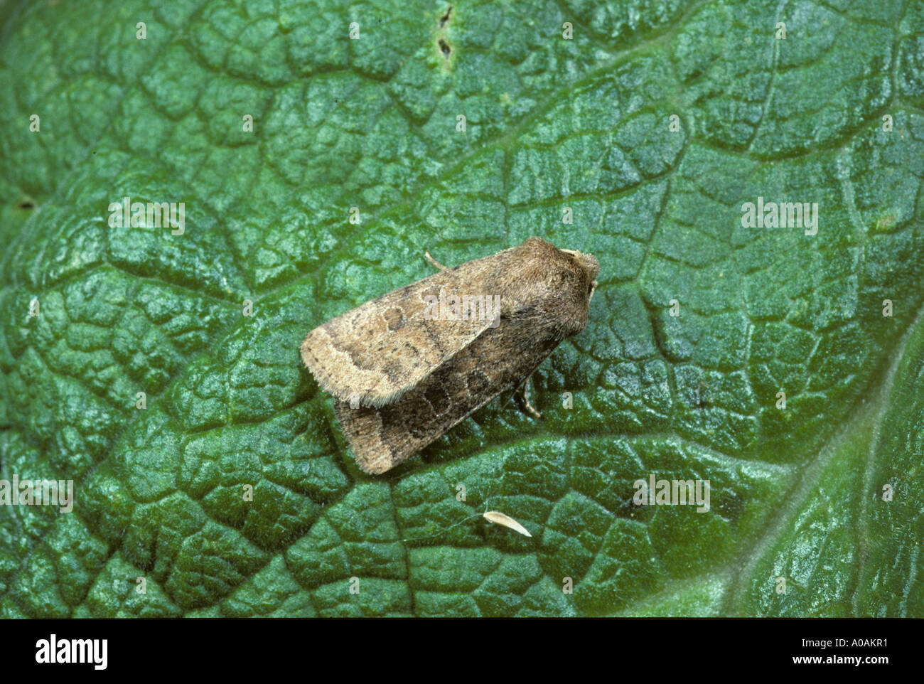 Uncertain Moth High Resolution Stock Photography and Images - Alamy