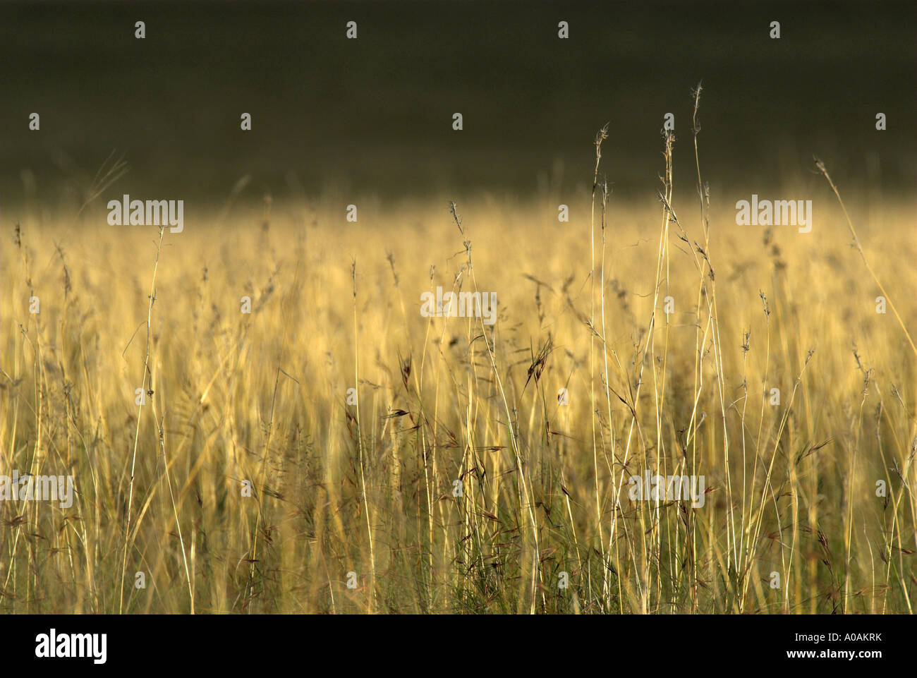 Long yellow grass African grass Stock Photo - Alamy