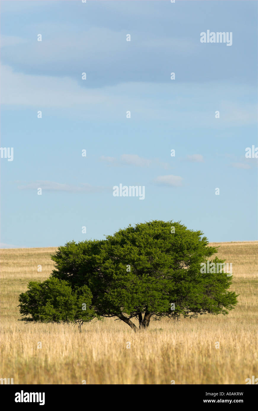 Tree large green tree African scene Stock Photo - Alamy
