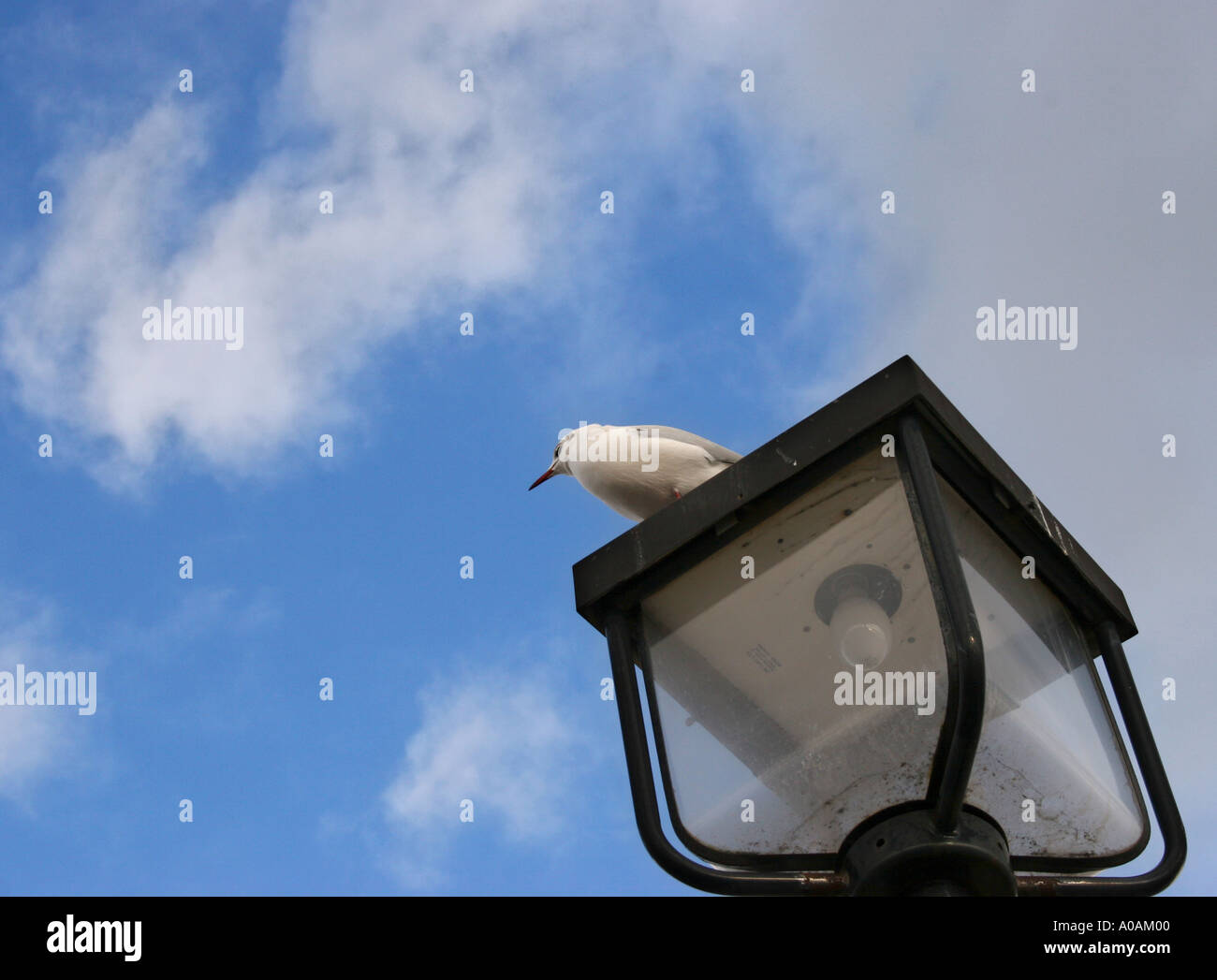 Seagull on street light Stock Photo - Alamy