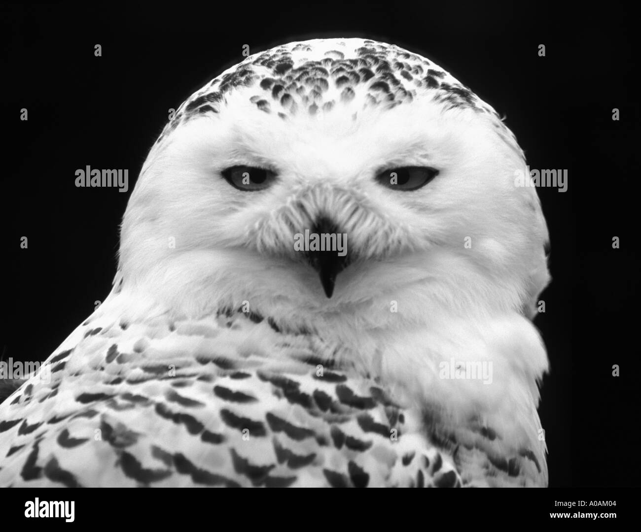 Owl front hi-res stock photography and images - Alamy