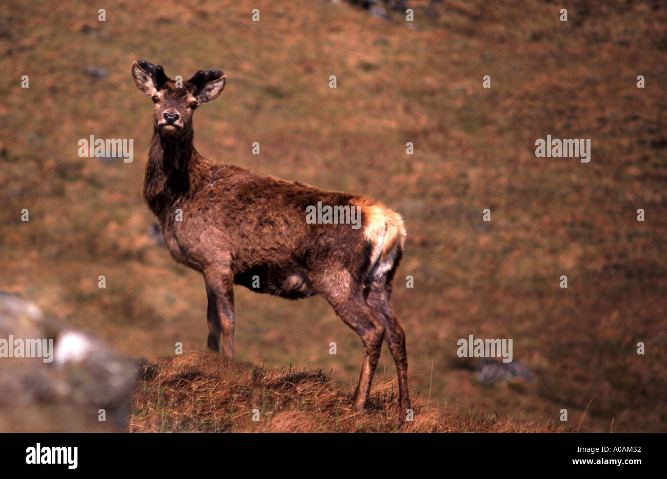 Wild red deer scottish highlands looking directly at camera Stock Photo ...