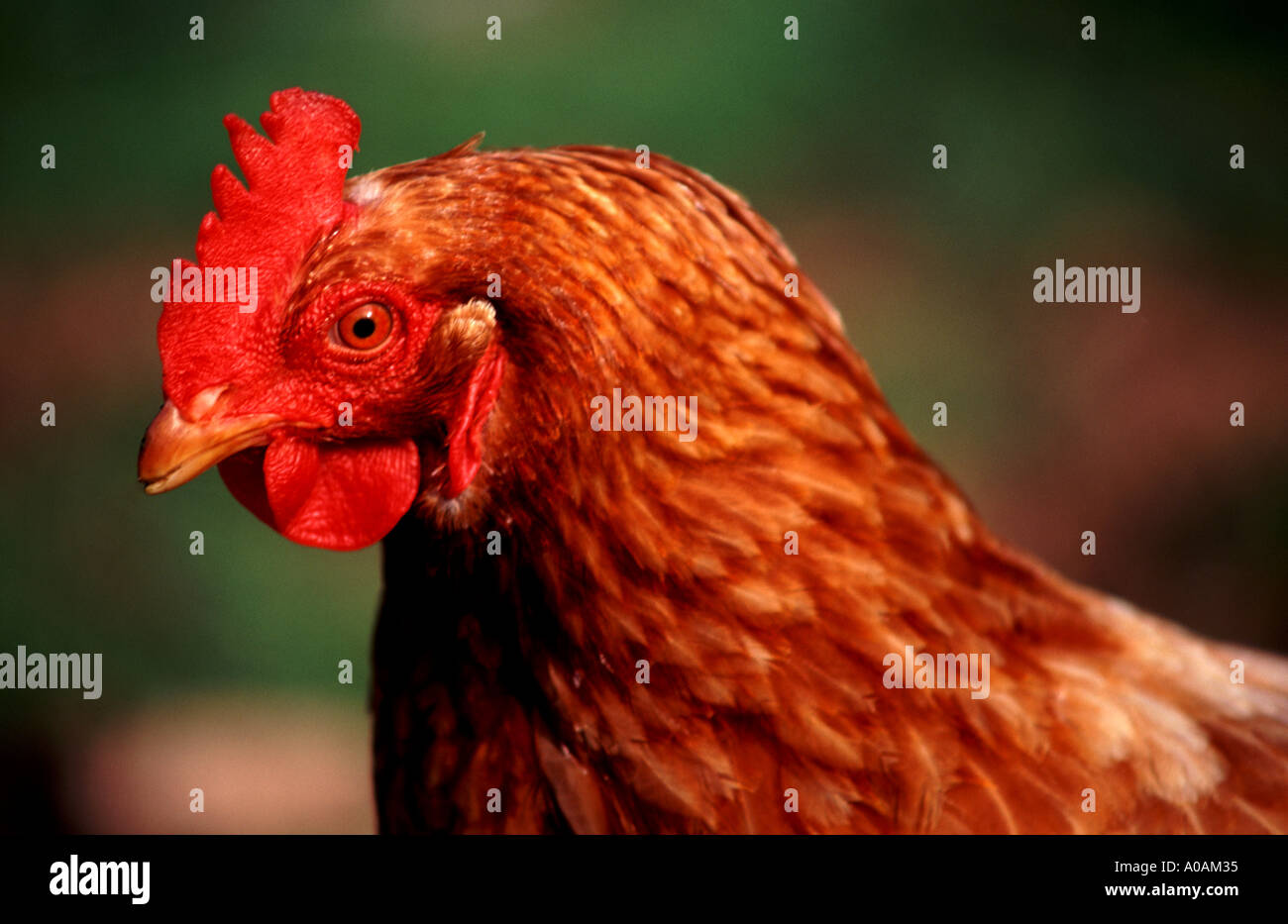 Live chicken looking side hi-res stock photography and images - Alamy