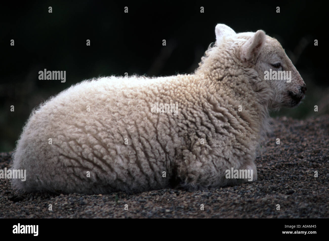 Lamb sitting hi-res stock photography and images - Alamy