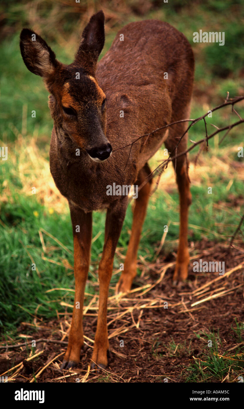 Sole deer hi-res stock photography and images - Alamy