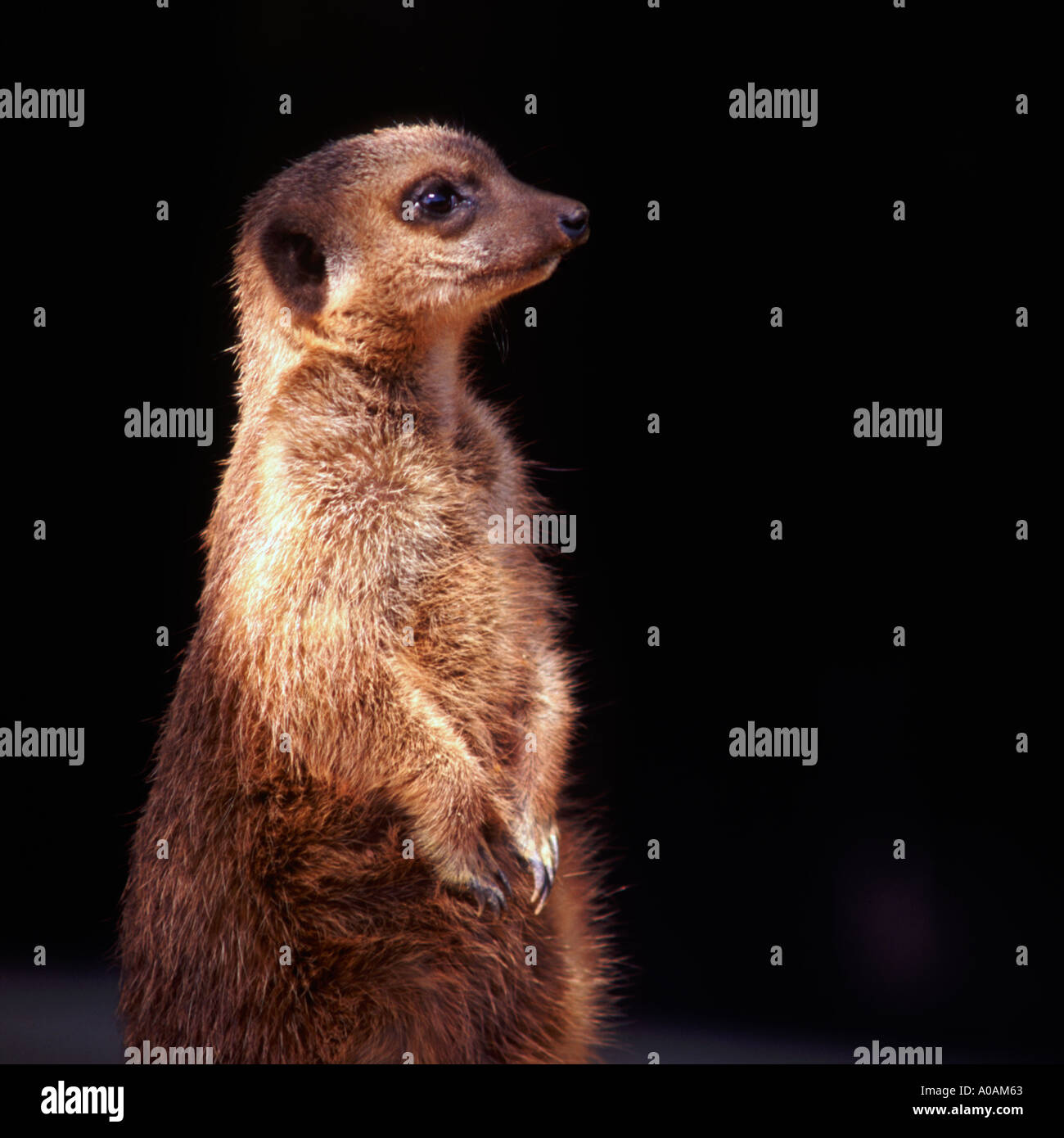 Single Meerkat standing alert keeping watch Stock Photo - Alamy