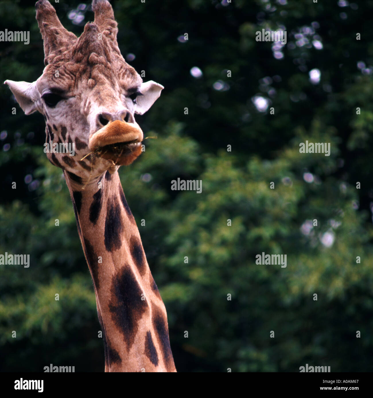 Comedy giraffe hi-res stock photography and images - Alamy