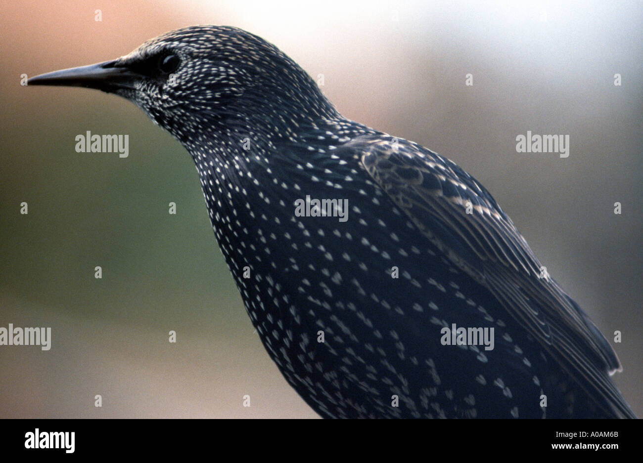Spotty starling hi-res stock photography and images - Alamy