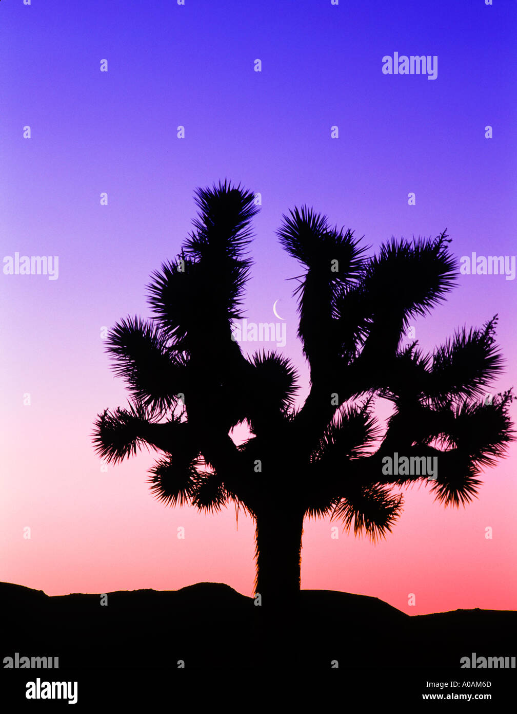 Joshua pine trees hi-res stock photography and images - Alamy