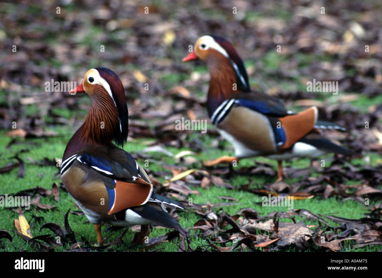 Two male mandarin ducks one standing and one running Stock Photo - Alamy