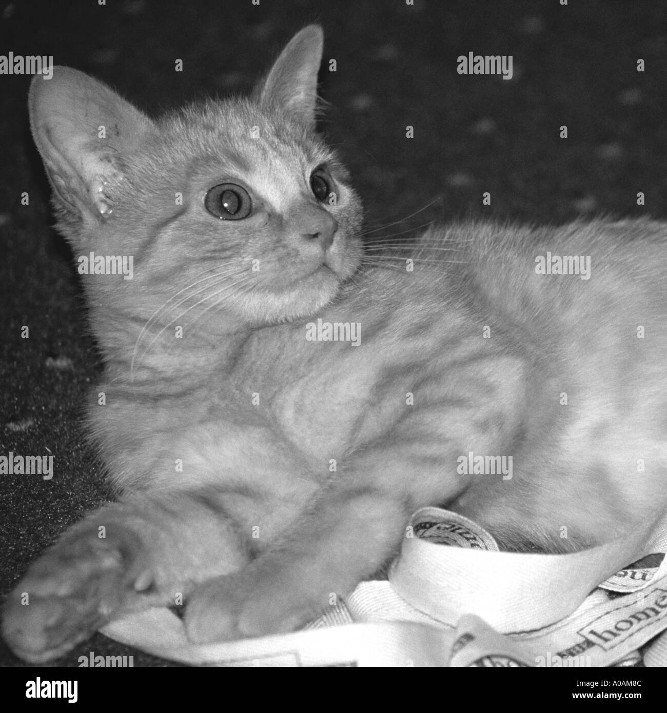 Tabby cat mono hi-res stock photography and images - Alamy
