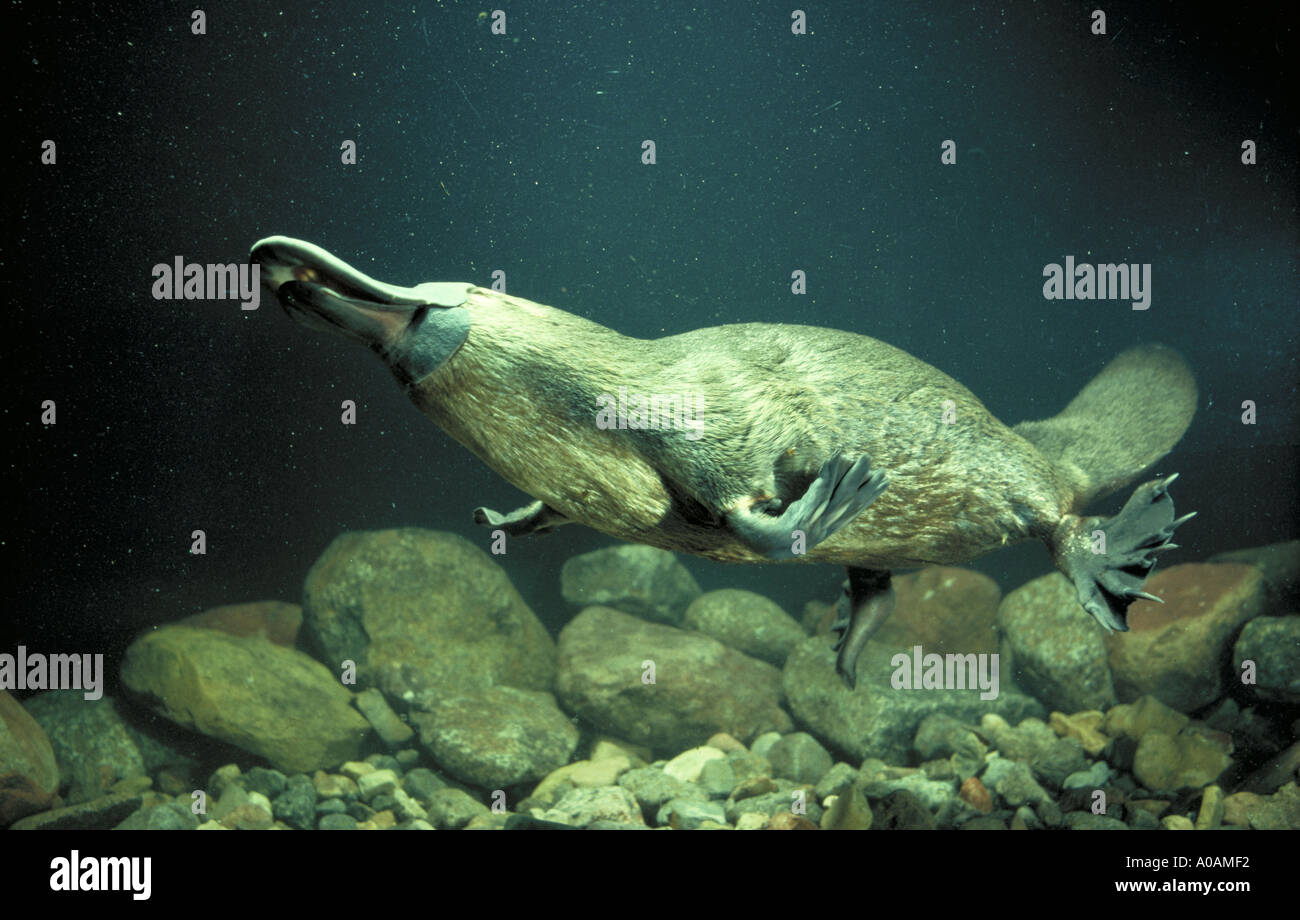 Platypus Ornithorhynchus anatinus Swimming underwater Stock Photo - Alamy