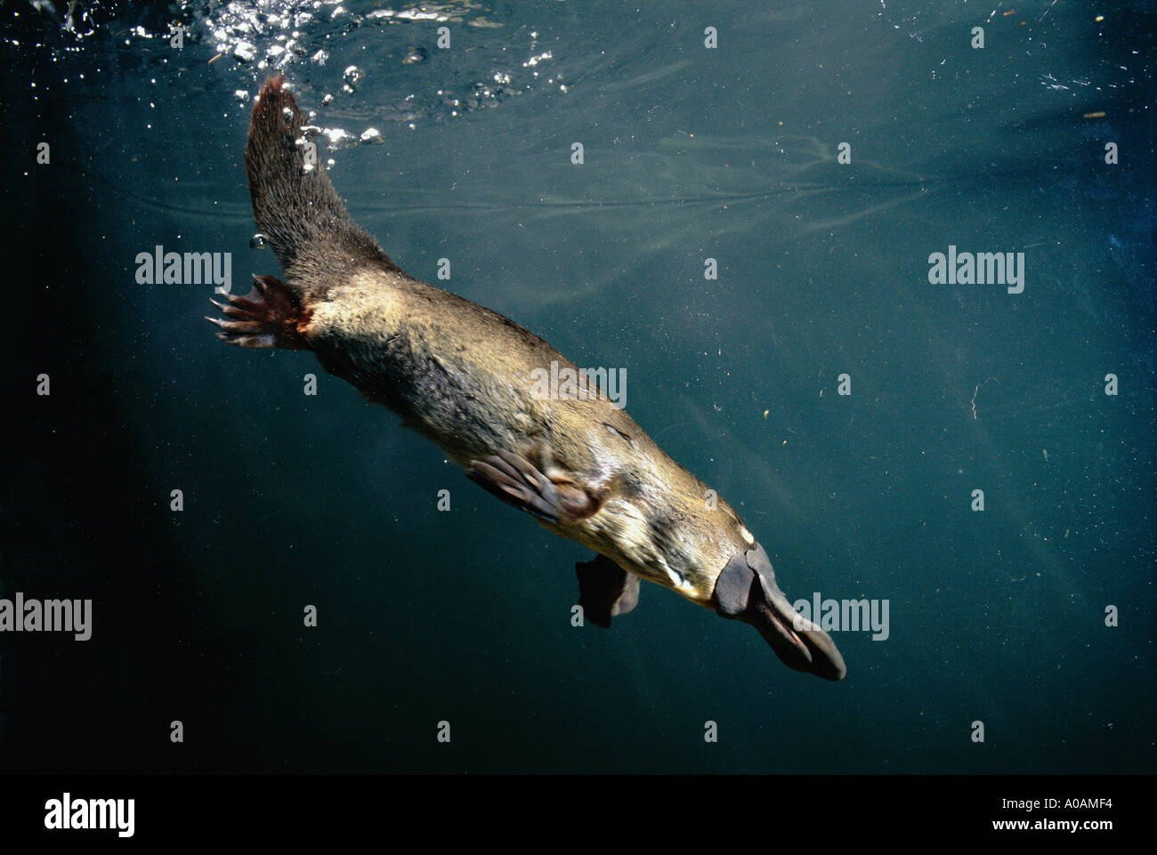 Platypus Ornithorhynchus anatinus Swimming underwater Stock Photo - Alamy
