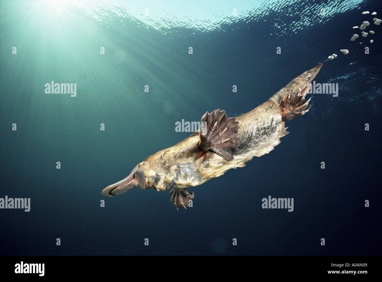 PLATYPUS Ornithorhynchus anatinus Swimming underwater Stock Photo - Alamy