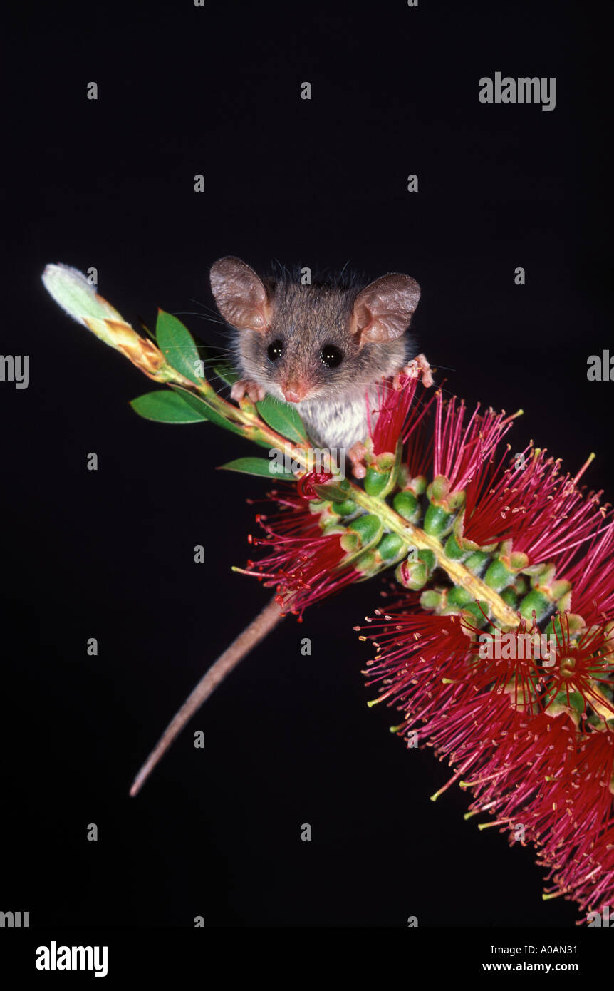 LITTLE PYGMY POSSUM Cercartetus lepidus Adult on banksia flower ...
