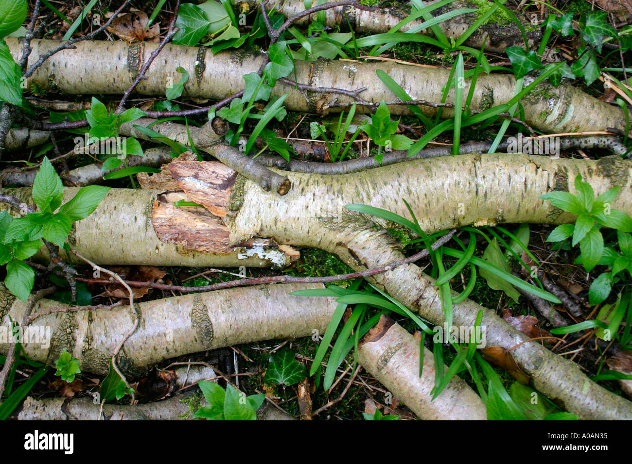 Rotting tree branches lying on ground in woodland Stock Photo - Alamy