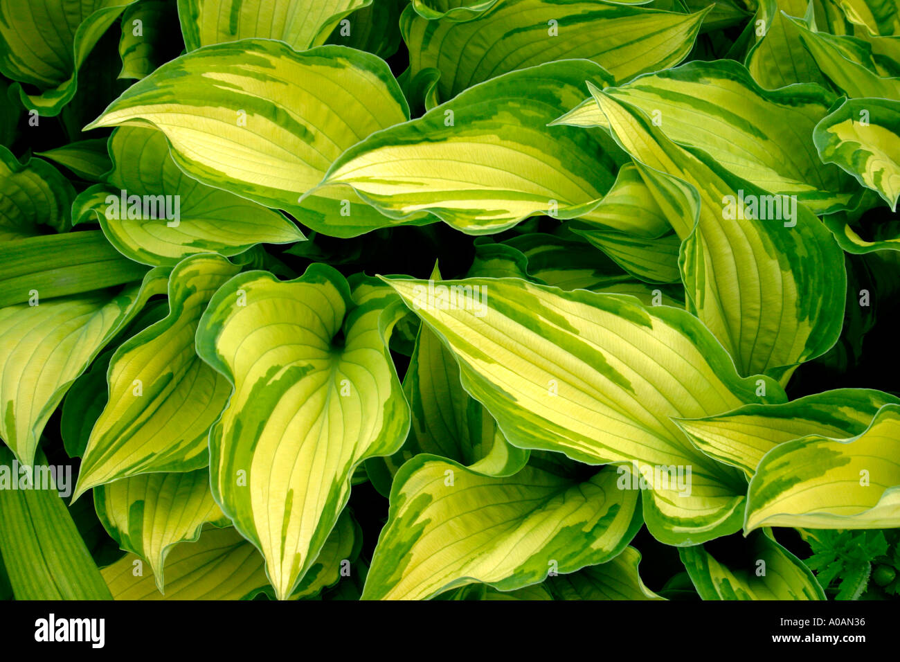 Variegated leaves of garden plant Hosta Stock Photo - Alamy
