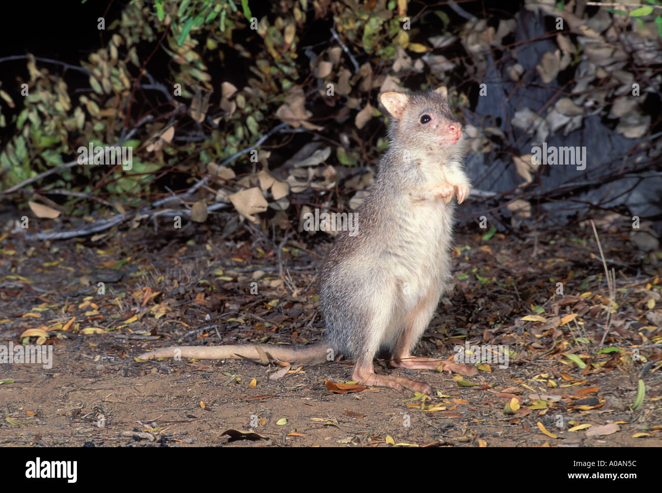RUFOUS BETTONG Aepyprymnus rufescens Adult Central Queensland Australia ...