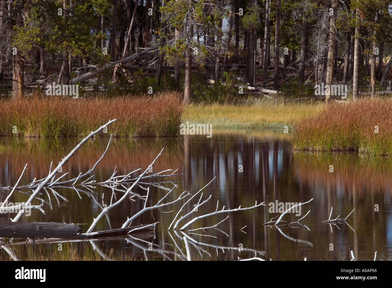 Small pond near Old Faithful with bleached dead trees and cattails ...