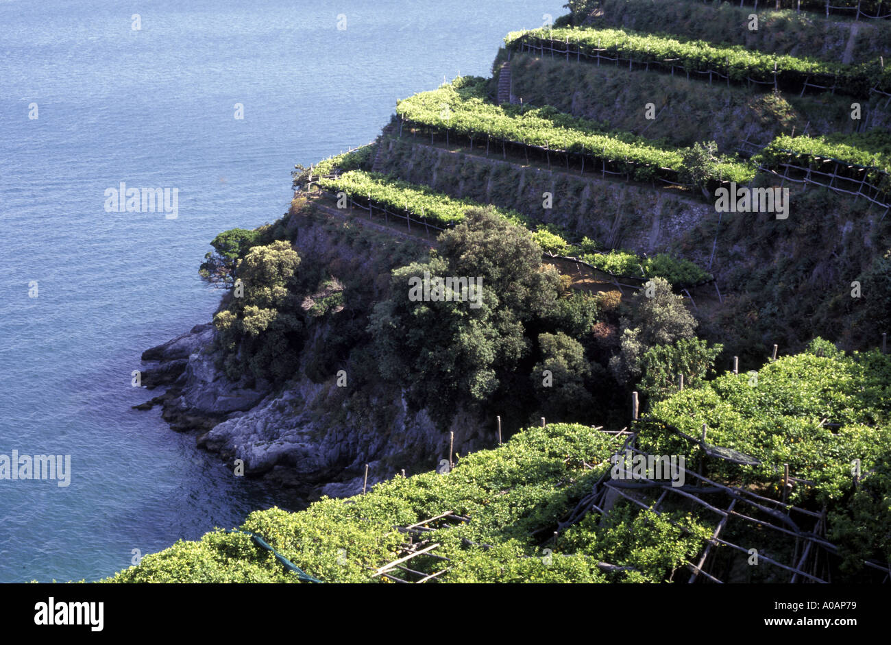 Lemon trees Amalfi coast Campania Italy Stock Photo - Alamy