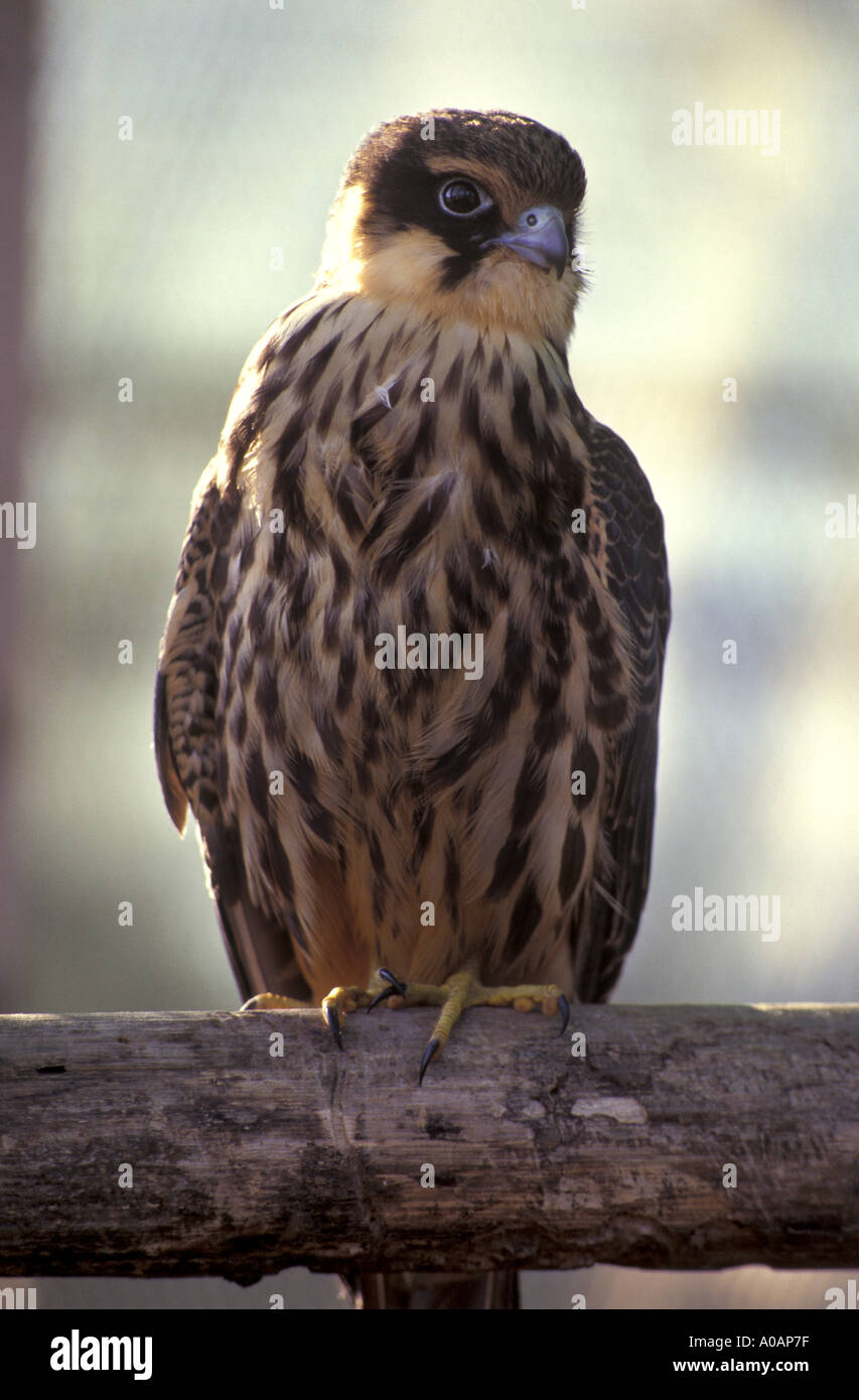 Hobby hawk hi-res stock photography and images - Alamy