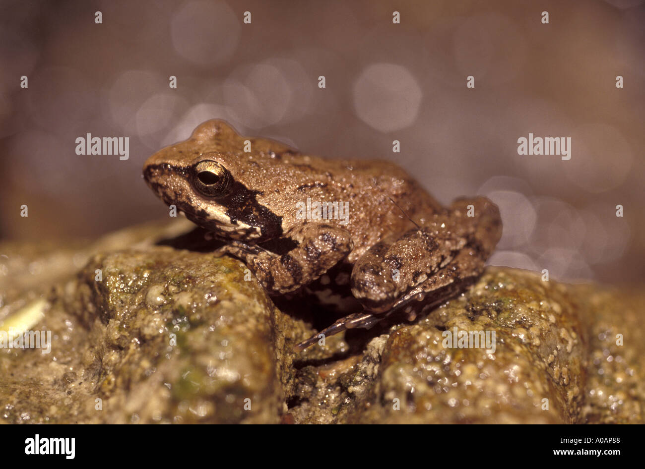 Frog of italy hi-res stock photography and images - Alamy