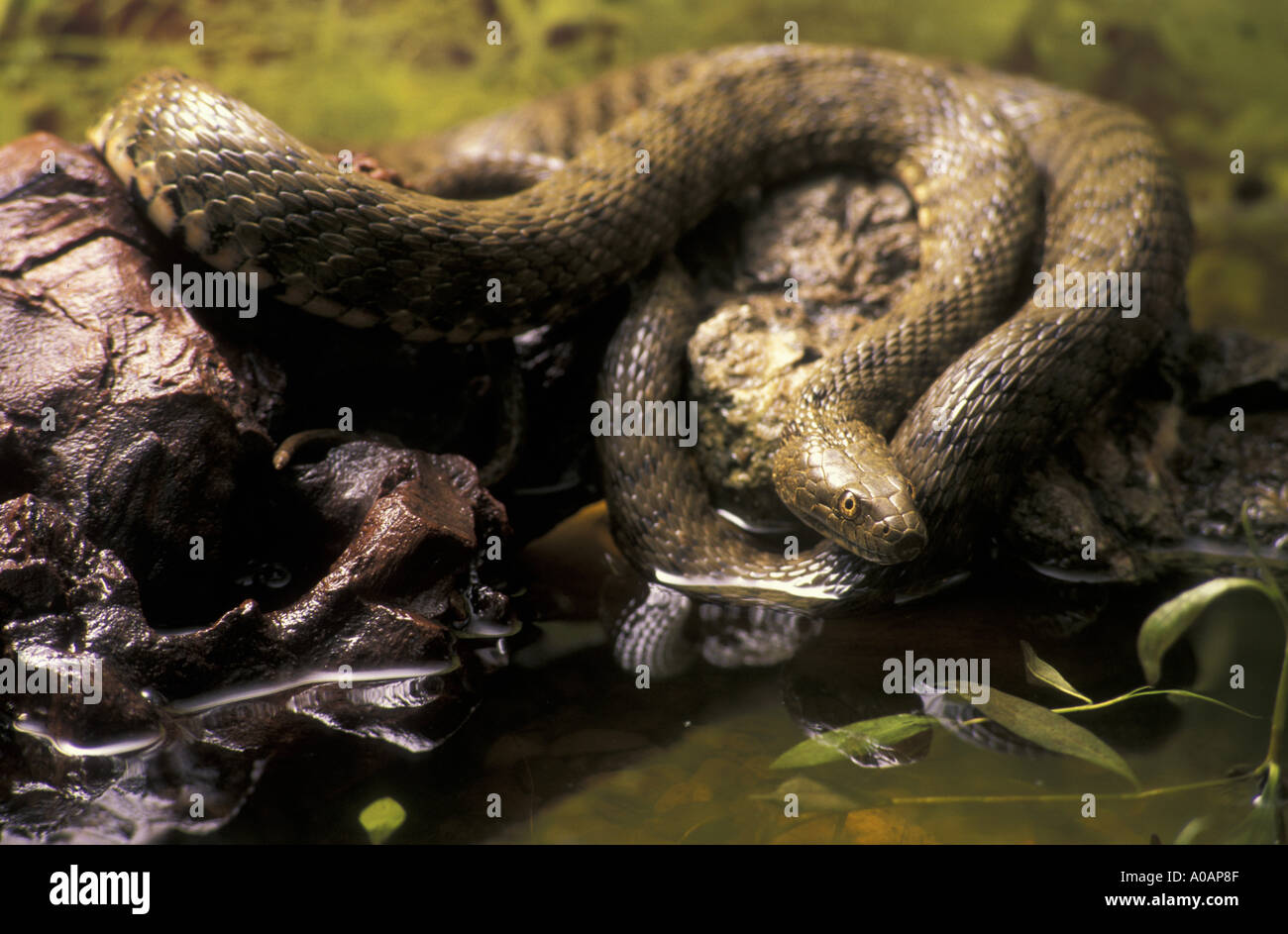 Italy snake hi-res stock photography and images - Alamy