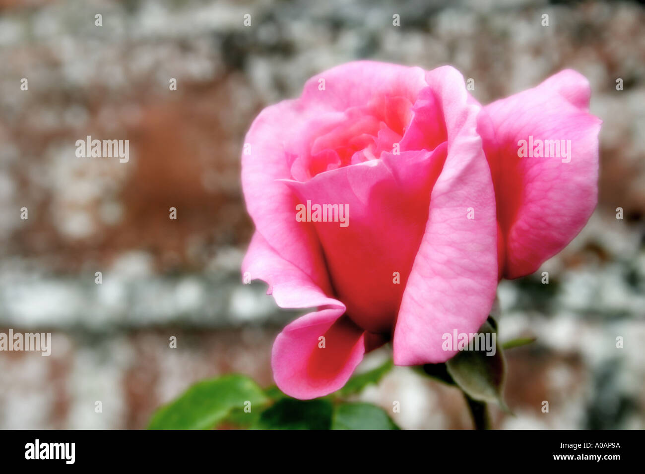 Deep pink rose flower with out of focus brick wall in background Soft ...