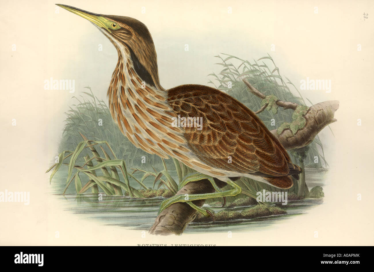 Botaurus lentiginosus American bittern Stock Photo - Alamy