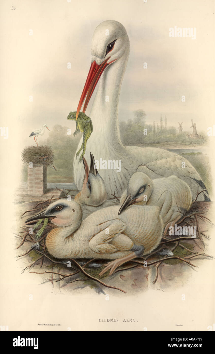 Stork eating frog hi-res stock photography and images - Alamy