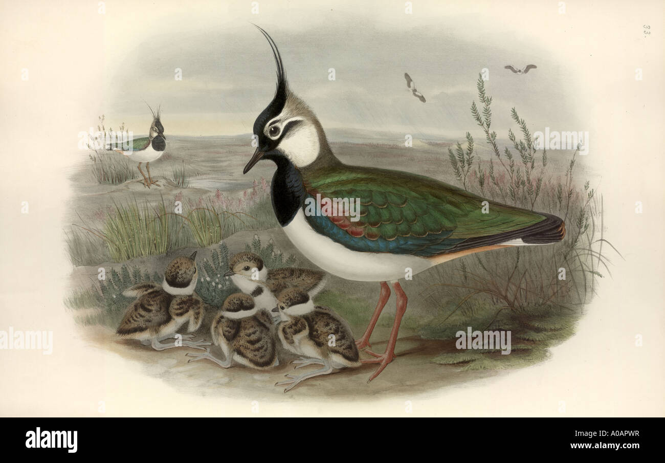 Lapwing crest hi-res stock photography and images - Alamy