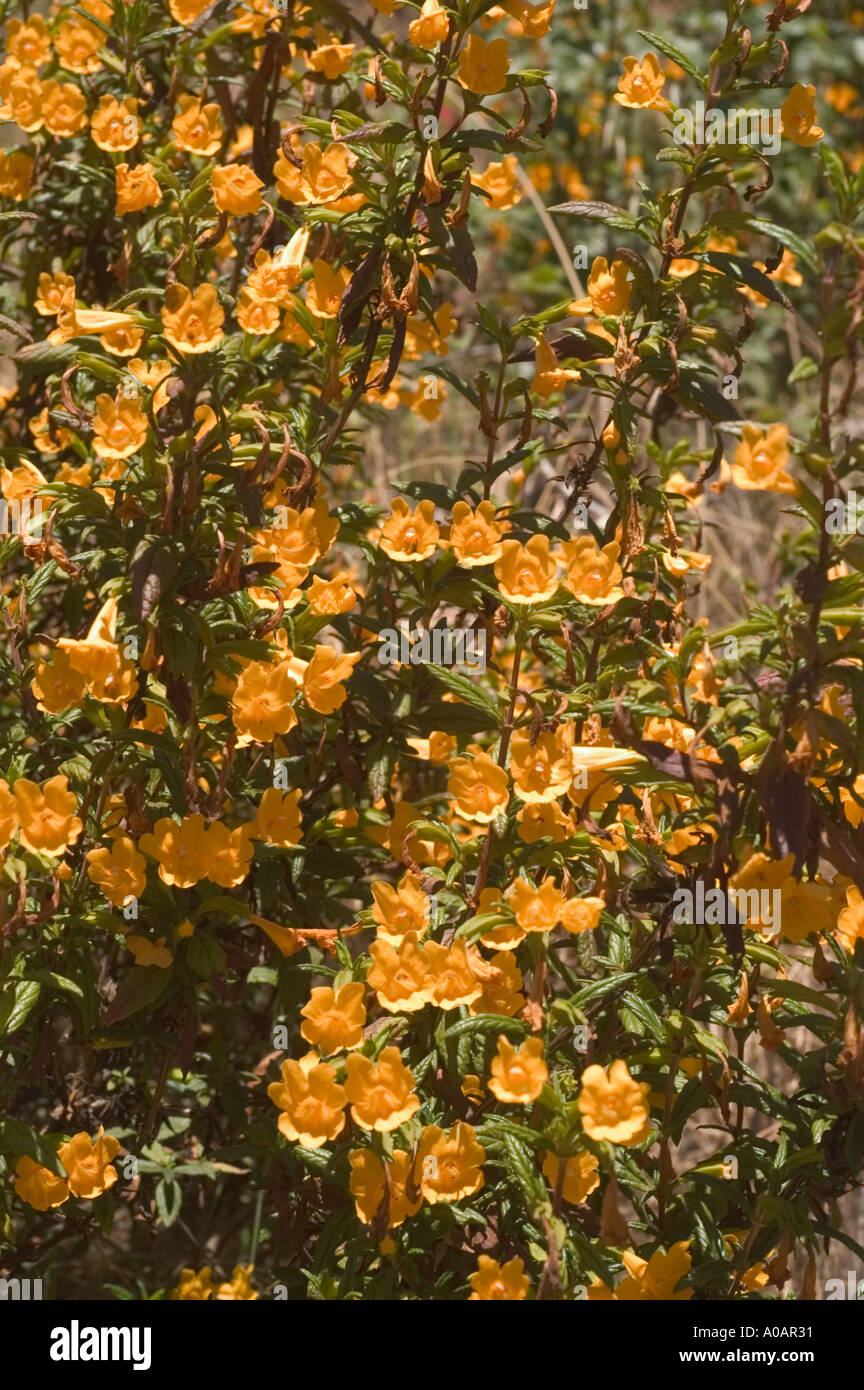 Bush monkey flower hi-res stock photography and images - Alamy