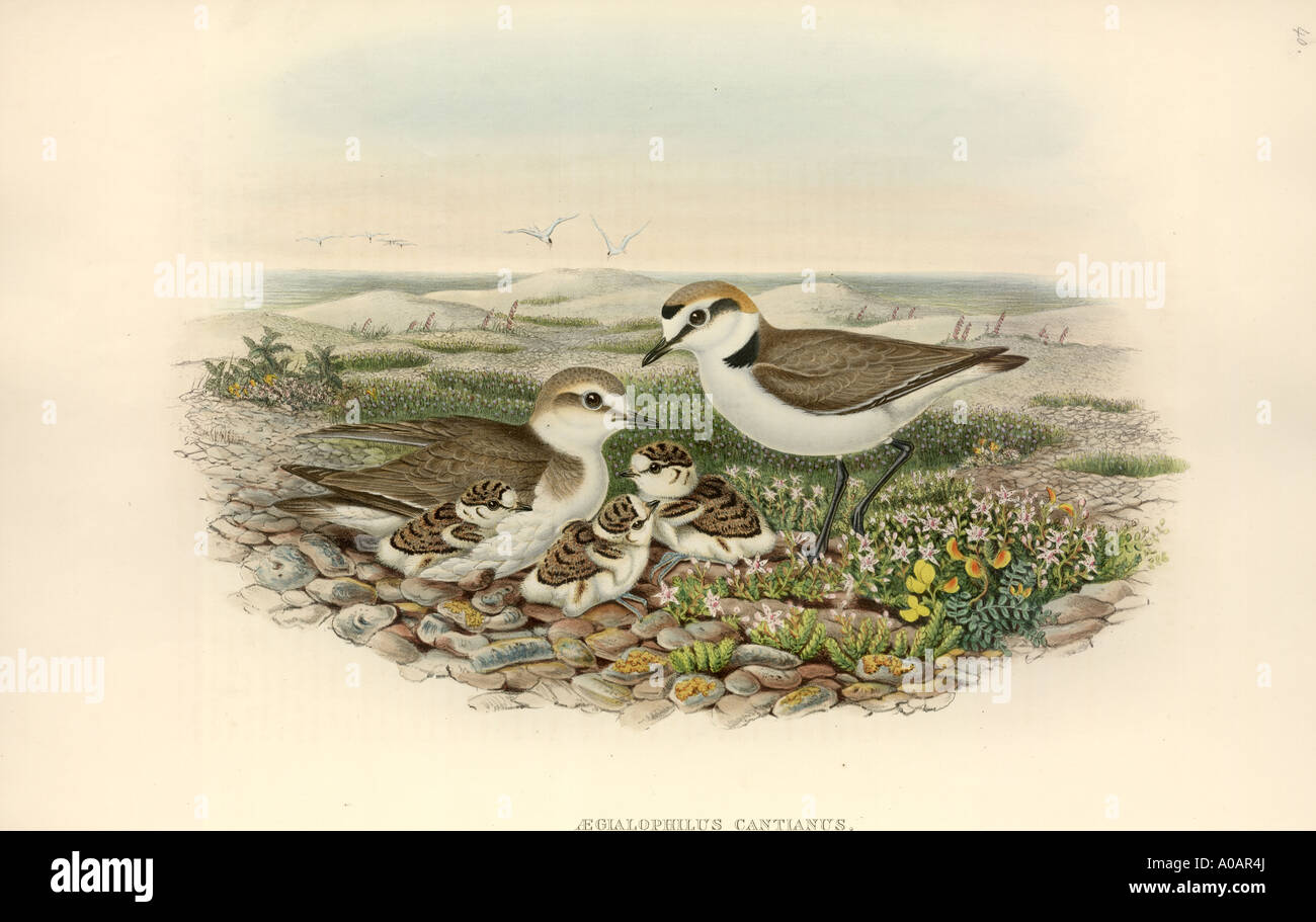 Charadrius alexandrinus Kentish plover Stock Photo - Alamy