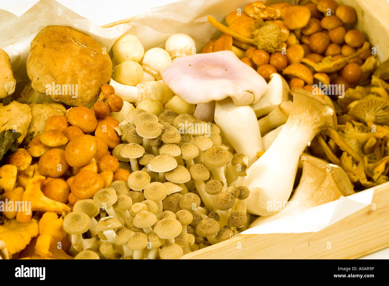 Selection of mushrooms on market stall Stock Photo - Alamy