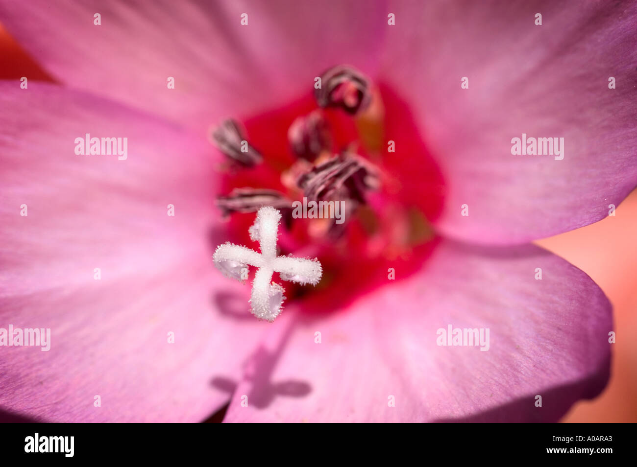 Cruciform petals hi-res stock photography and images - Alamy